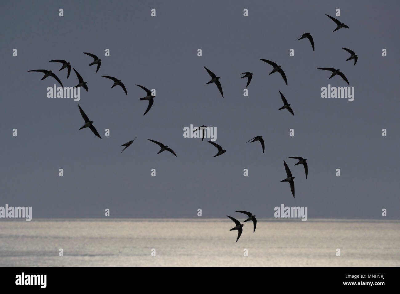 Swift apus flock hi-res stock photography and images - Alamy