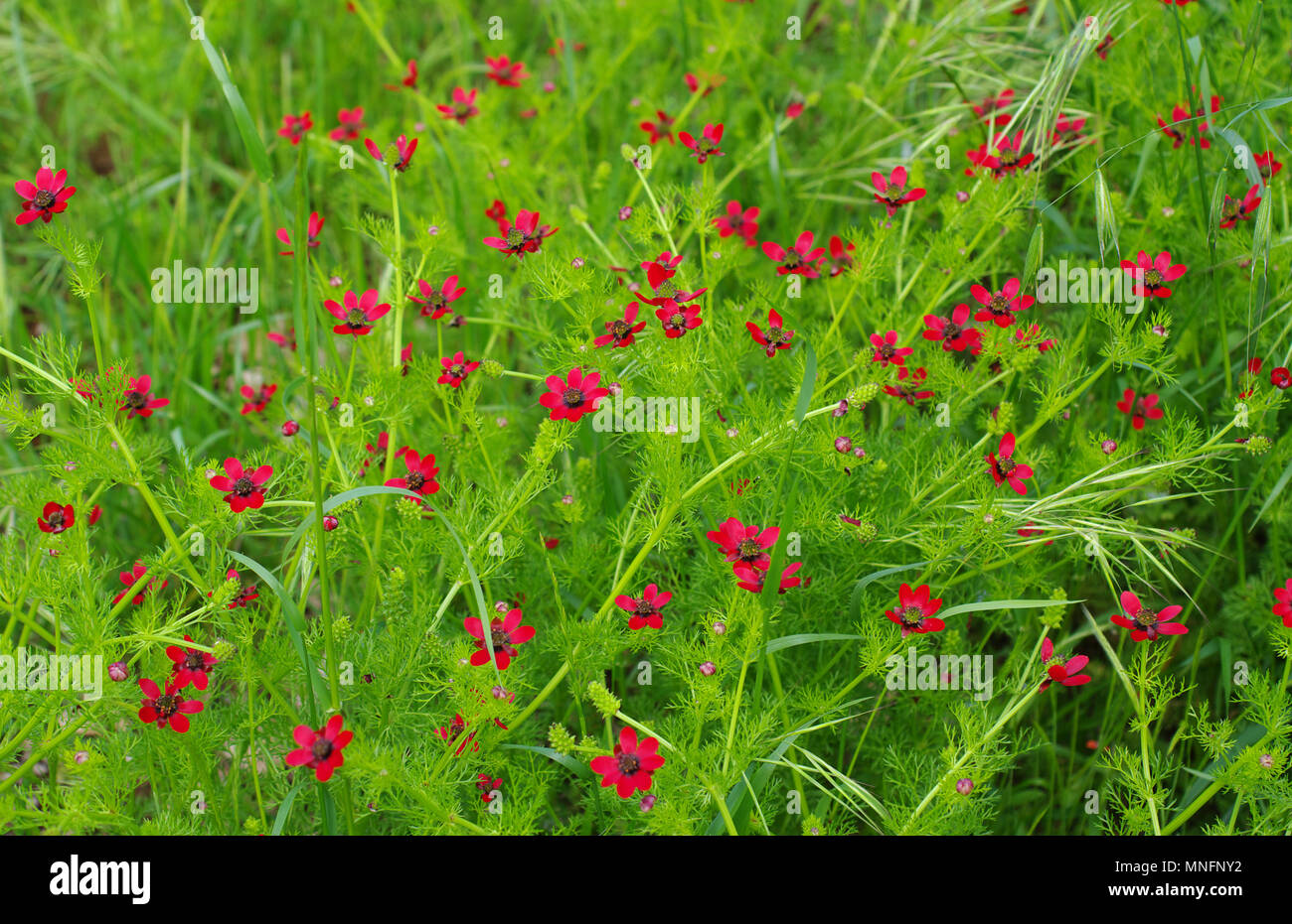 Adonis annua, the Pheasant#s eye from the family Ranunculaceae, in a ...
