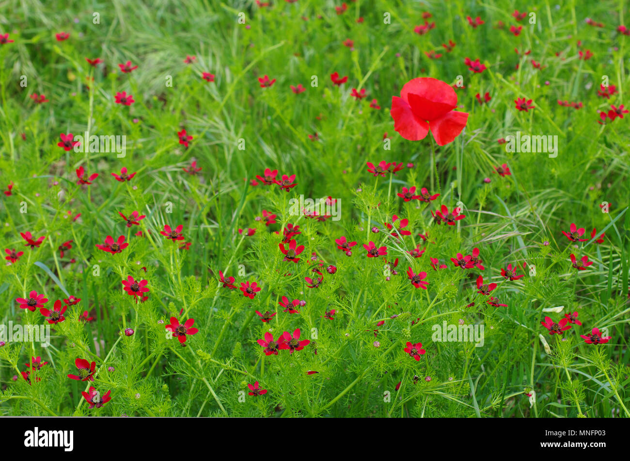 a meadow with Adonis annua, the Pheasant's eye and Papaver rhoeas, the ...