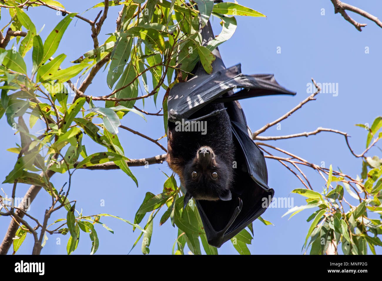 Australian bat species hi-res stock photography and images - Alamy