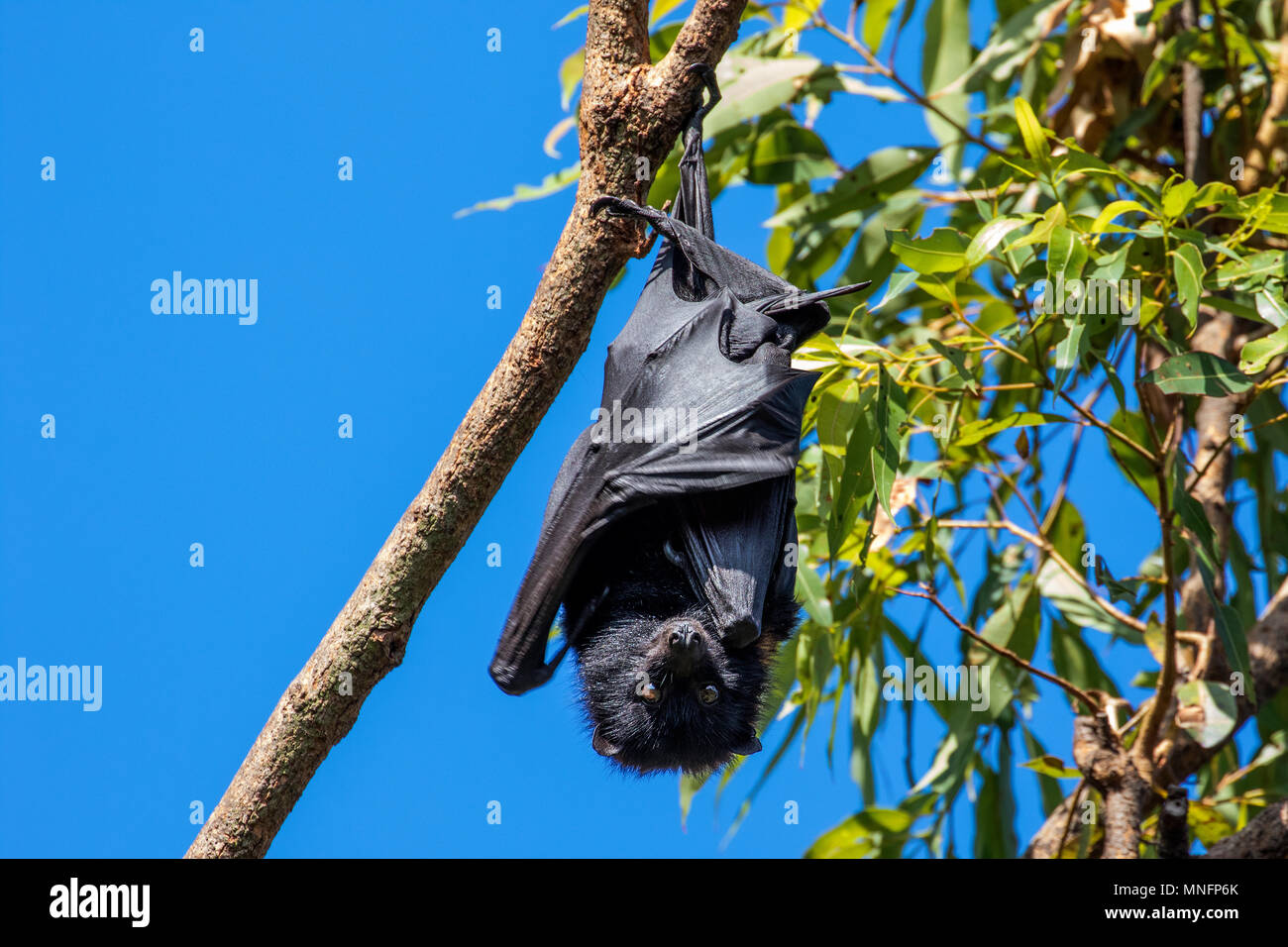flying fox fruit bat Stock Photo - Alamy