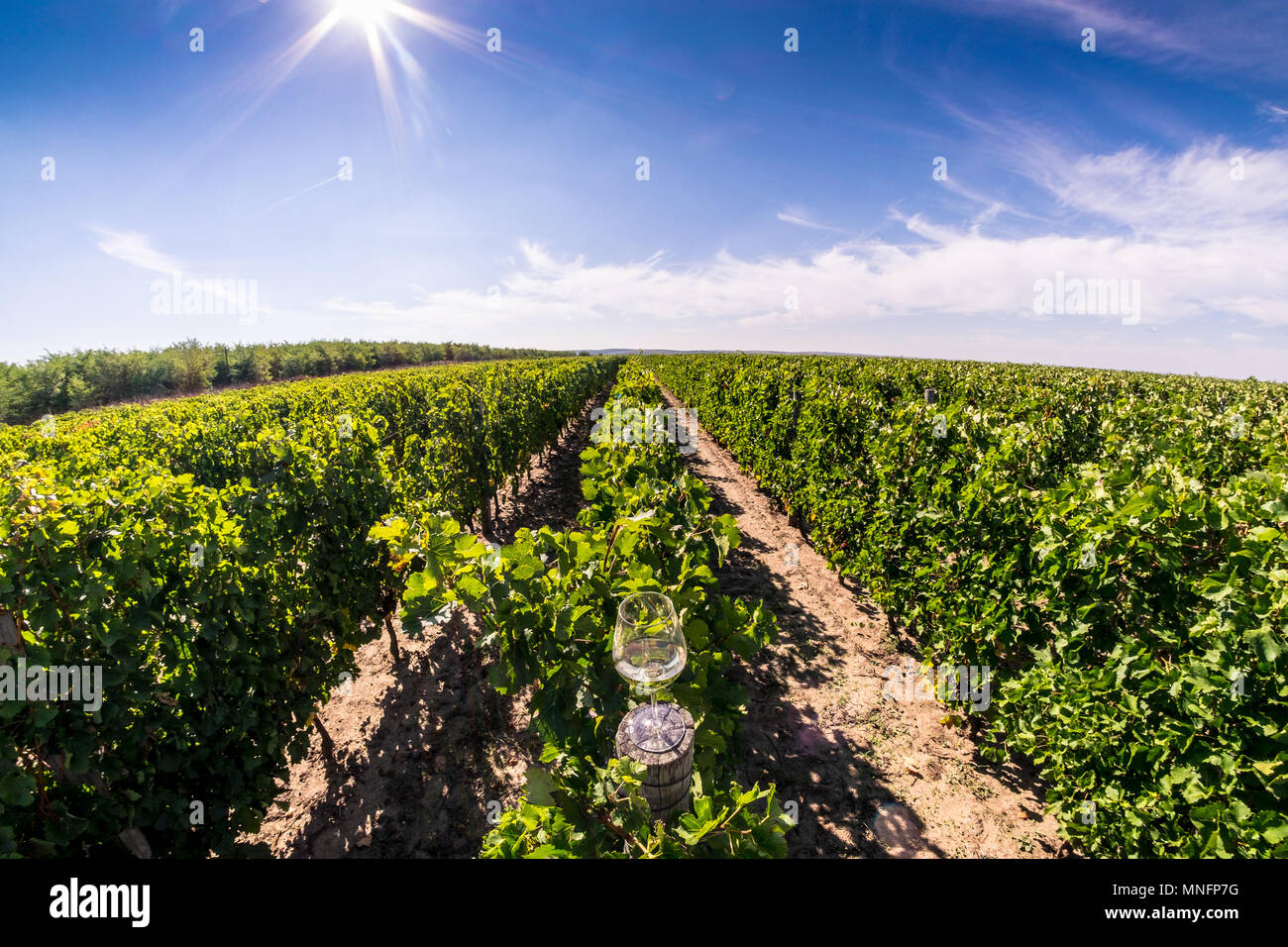Glass of wine in the vineyard, panoramic view from above in the middle ...