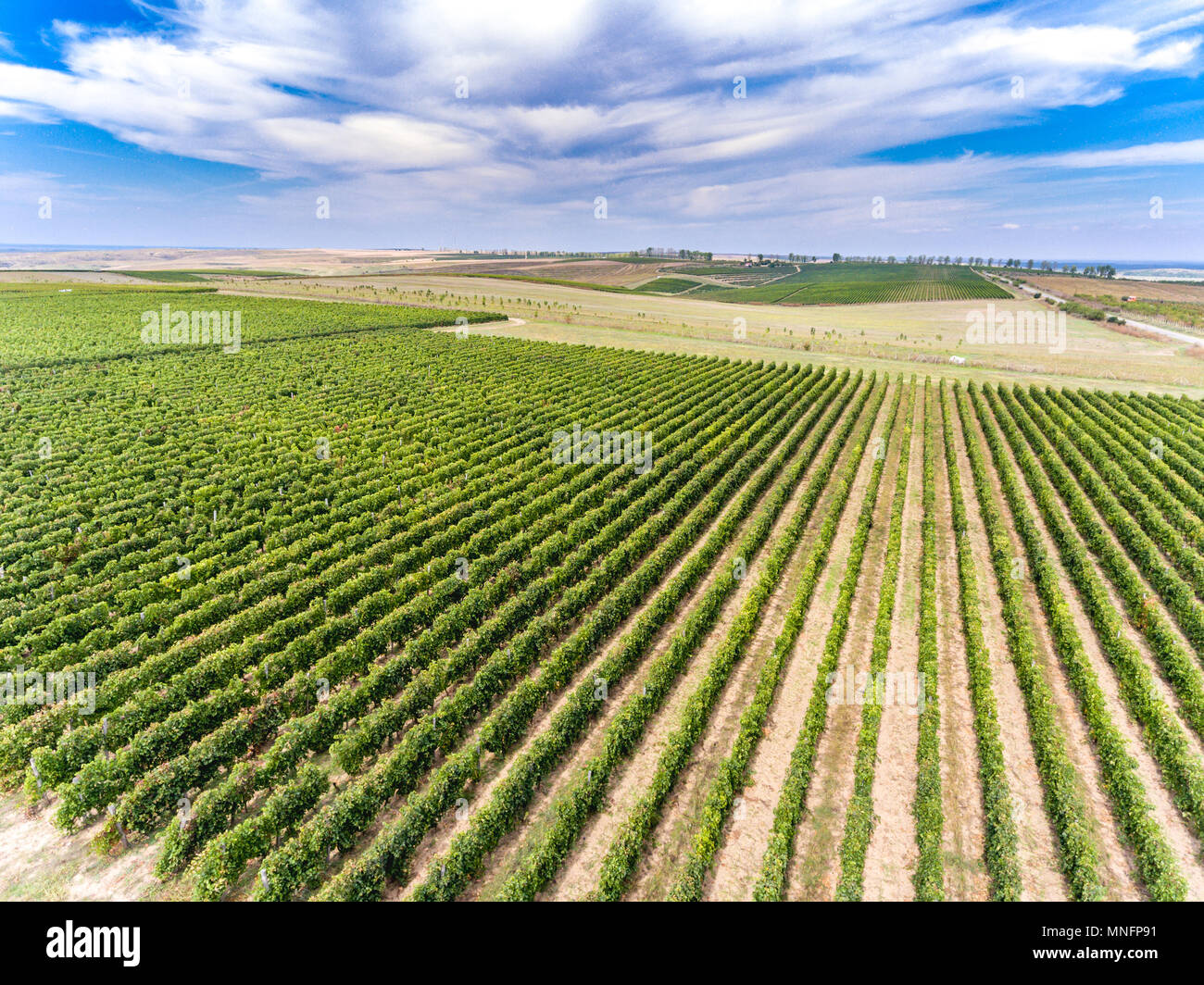 Vineyard workers harvesting grapes aerial hi-res stock photography and ...