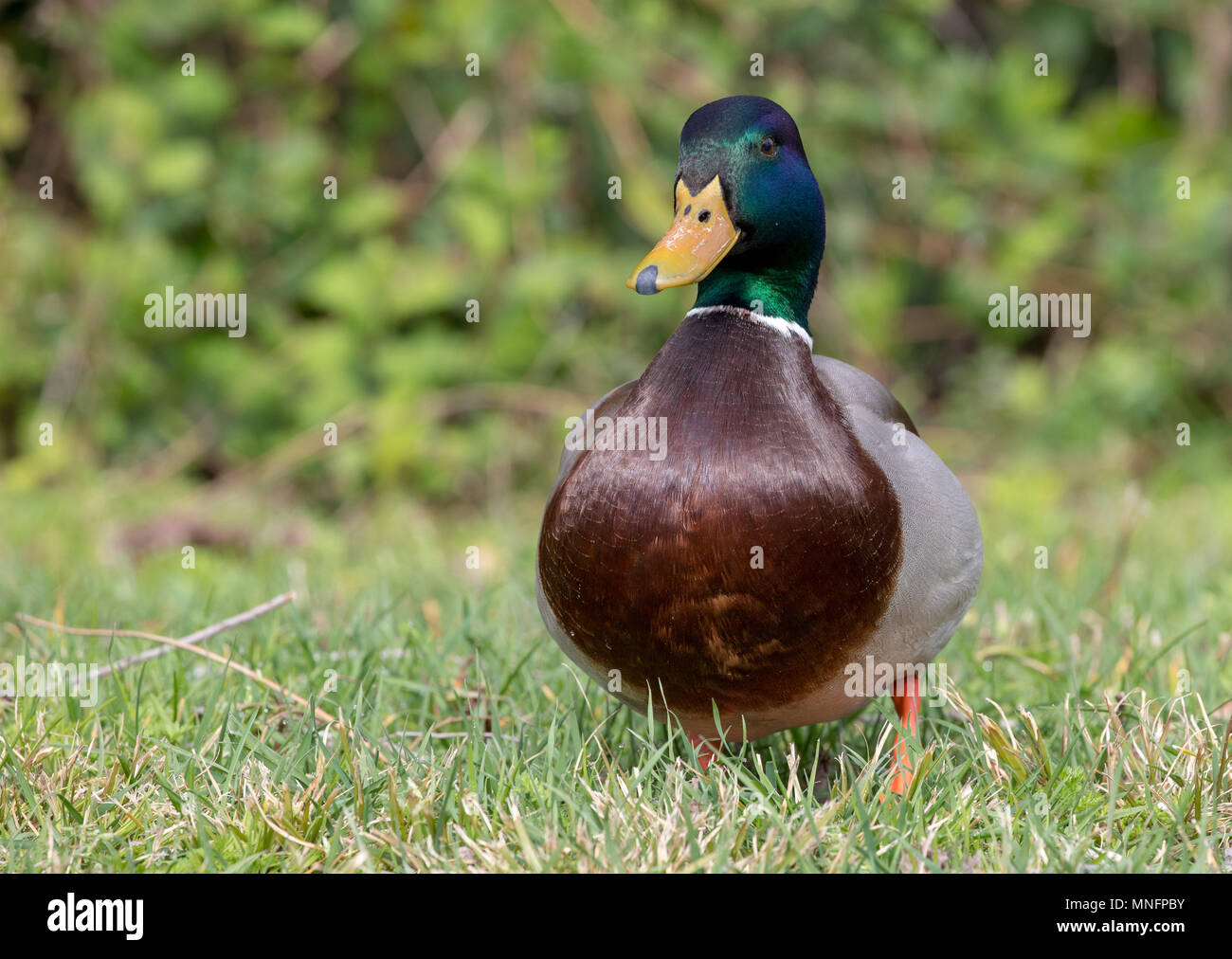 Common duck or Anas platyrhynchos watching closely around them for ...