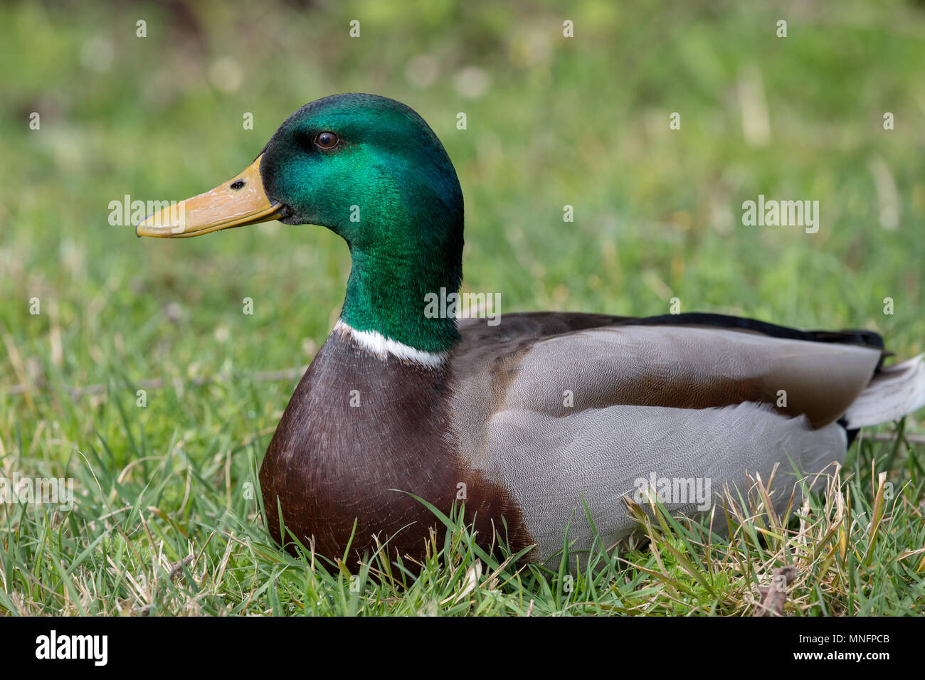Common duck or Anas platyrhynchos watching closely around them for ...