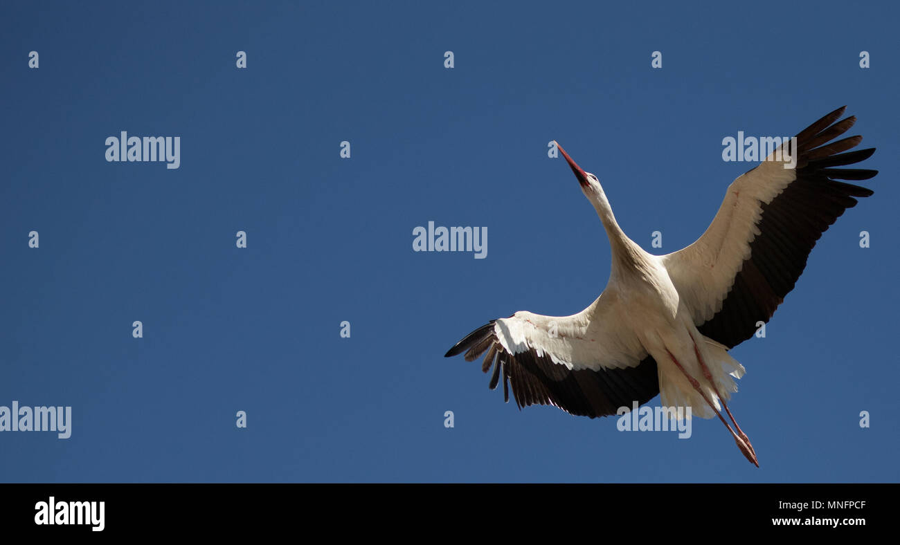 A stork captured in mid-flight with the blue sky in the background and ...