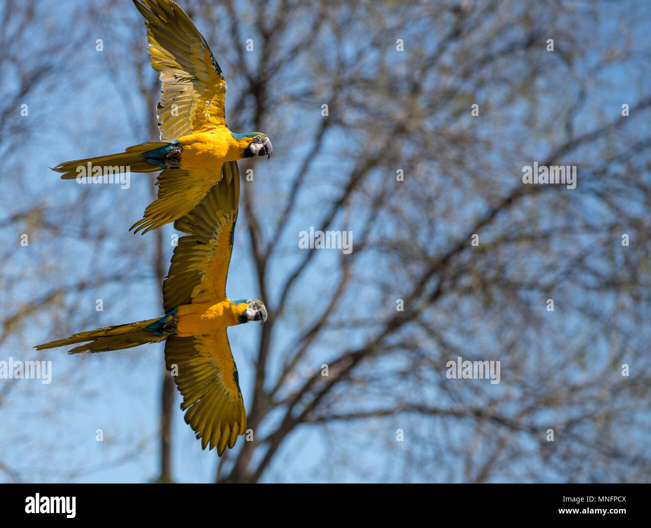 Two common parrots flying together in perfect formation Stock Photo - Alamy