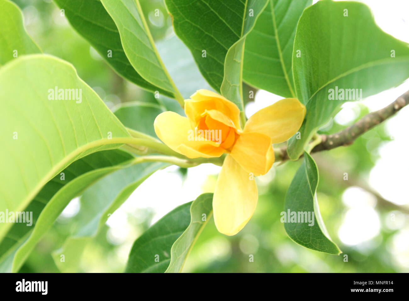 Magnolia champaca Flower Stock Photo - Alamy