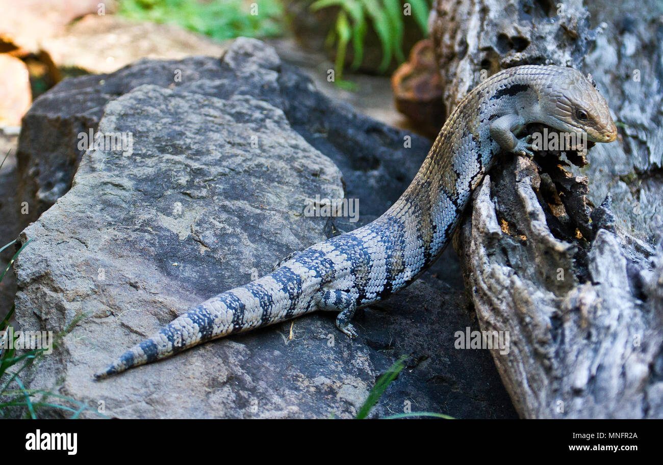 Australian skink hi-res stock photography and images - Alamy