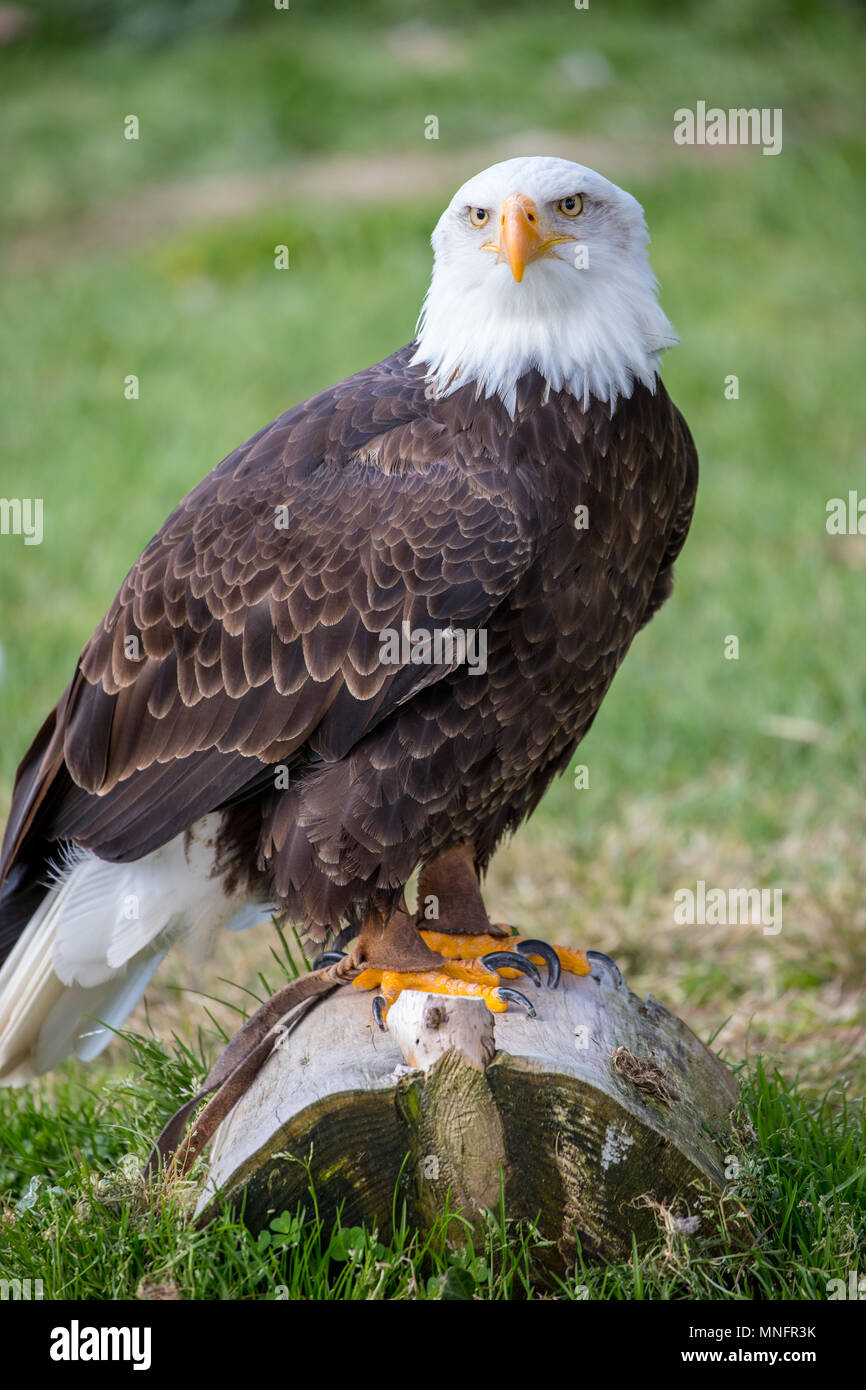 Golden eagle watching on the lookout and standing with its strong claws ...