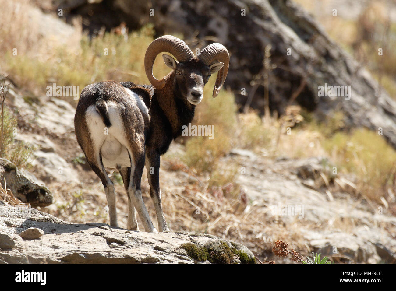 Mammals parco del gennargentu hi-res stock photography and images - Alamy