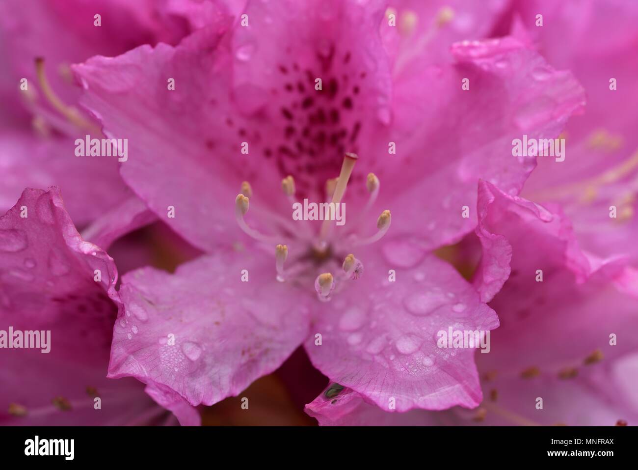 Water droplets on the Pink Great rhododendron Stock Photo - Alamy