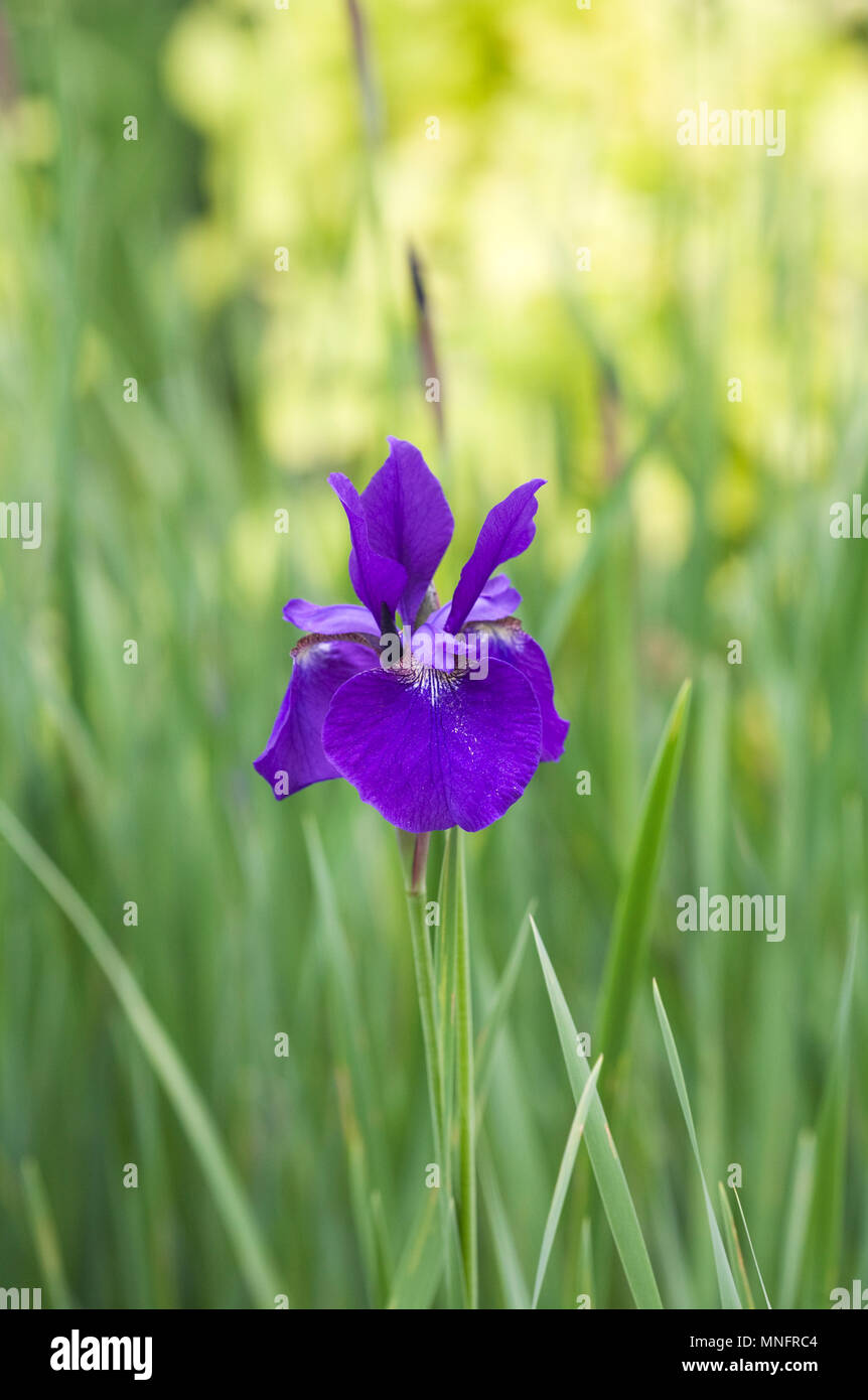 Iris sibirica 'Caesar's Brother' flower Stock Photo - Alamy