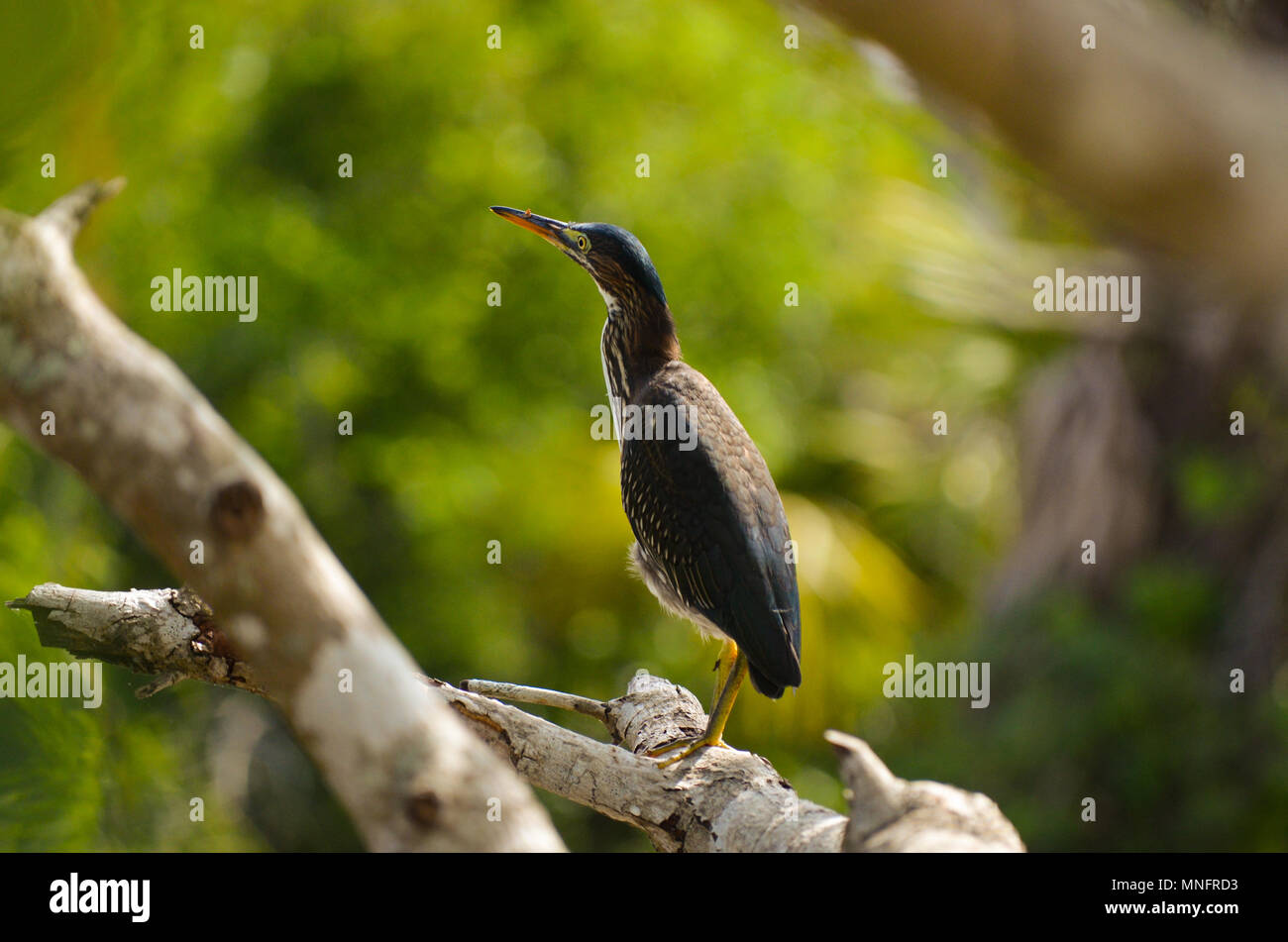 Short legged heron hi-res stock photography and images - Alamy