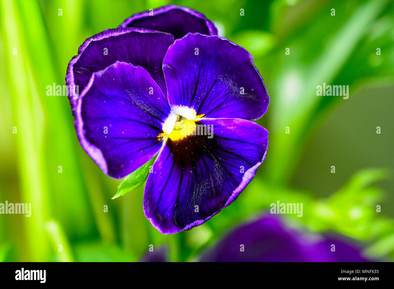 Pansy seed hi-res stock photography and images - Alamy