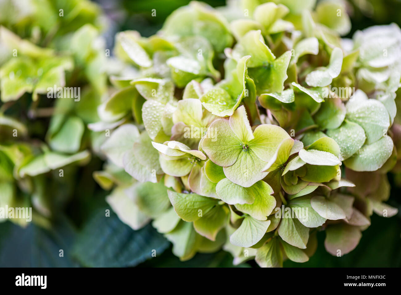 Green Hydrangea Flowers in the Garden on Sunny Summer Day Stock Photo ...