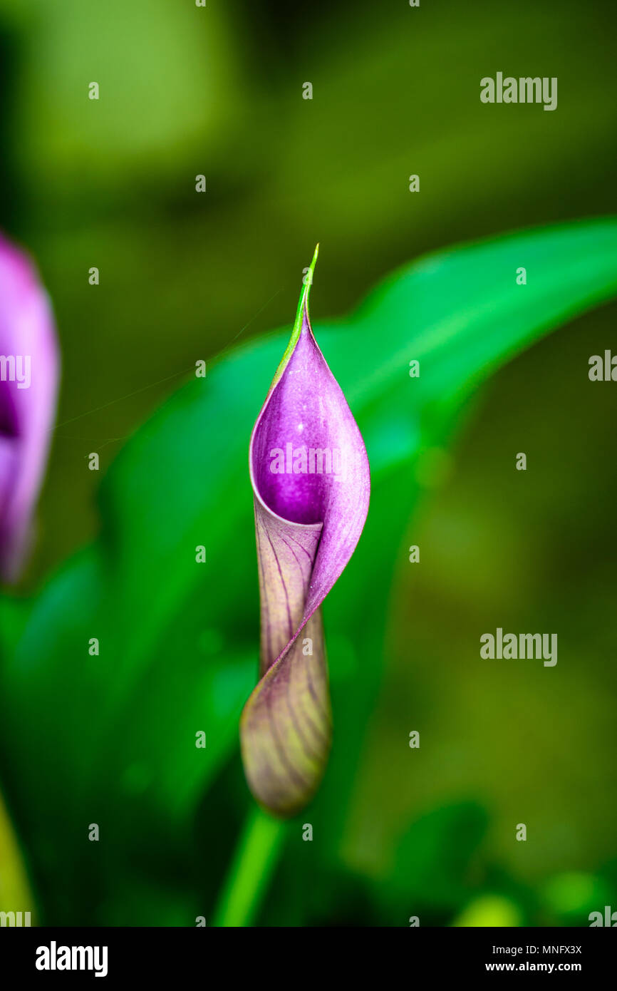 Calla Lilly Bud Stock Photo - Alamy