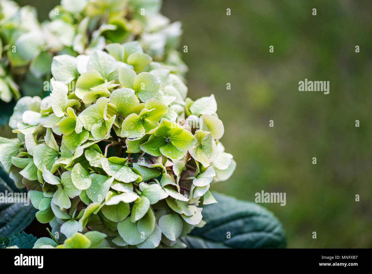 Green Hydrangea Flowers in the Garden on Sunny Summer Day Stock Photo ...