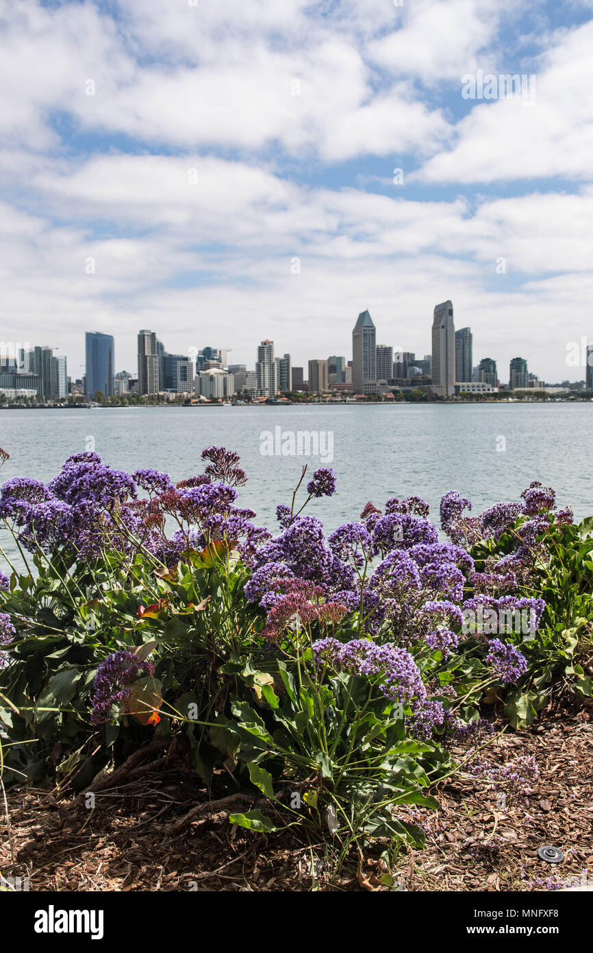 flowers with cityscape in background Stock Photo - Alamy