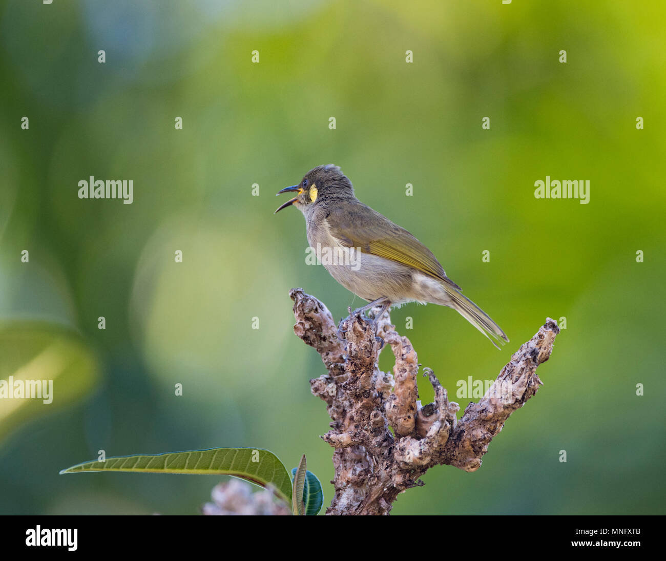 Small Spotted Australian Birds High Resolution Stock Photography and ...