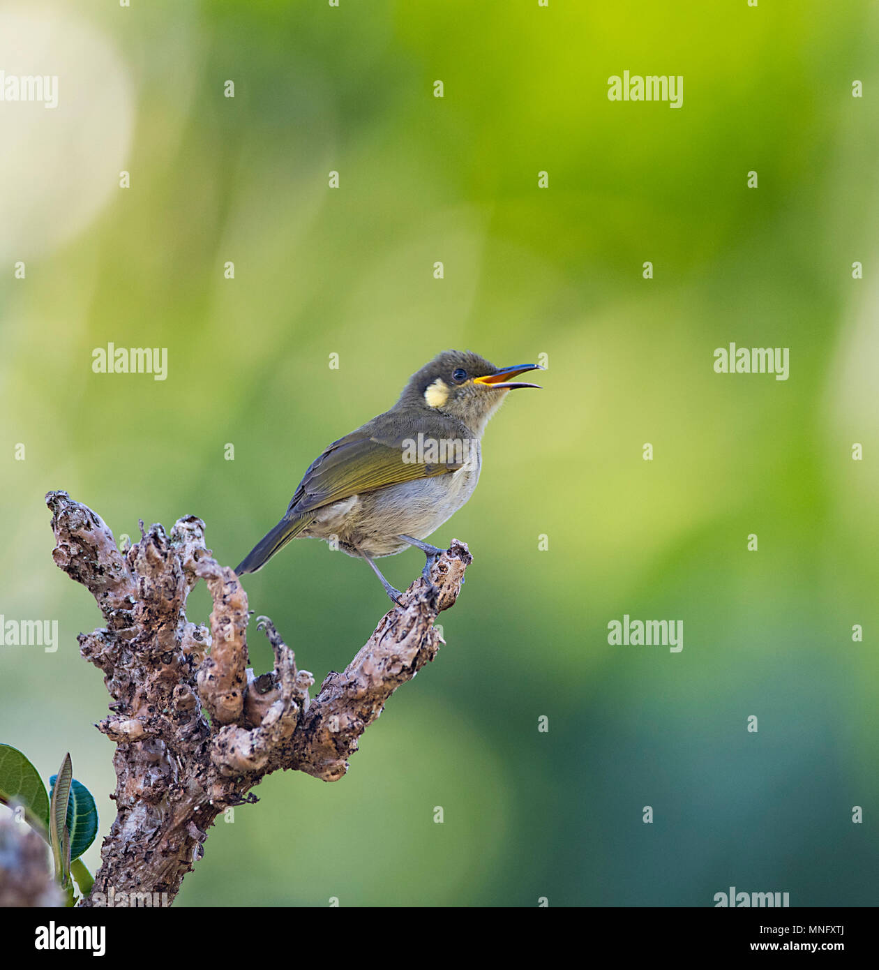 Small spotted australian birds hi-res stock photography and images - Alamy