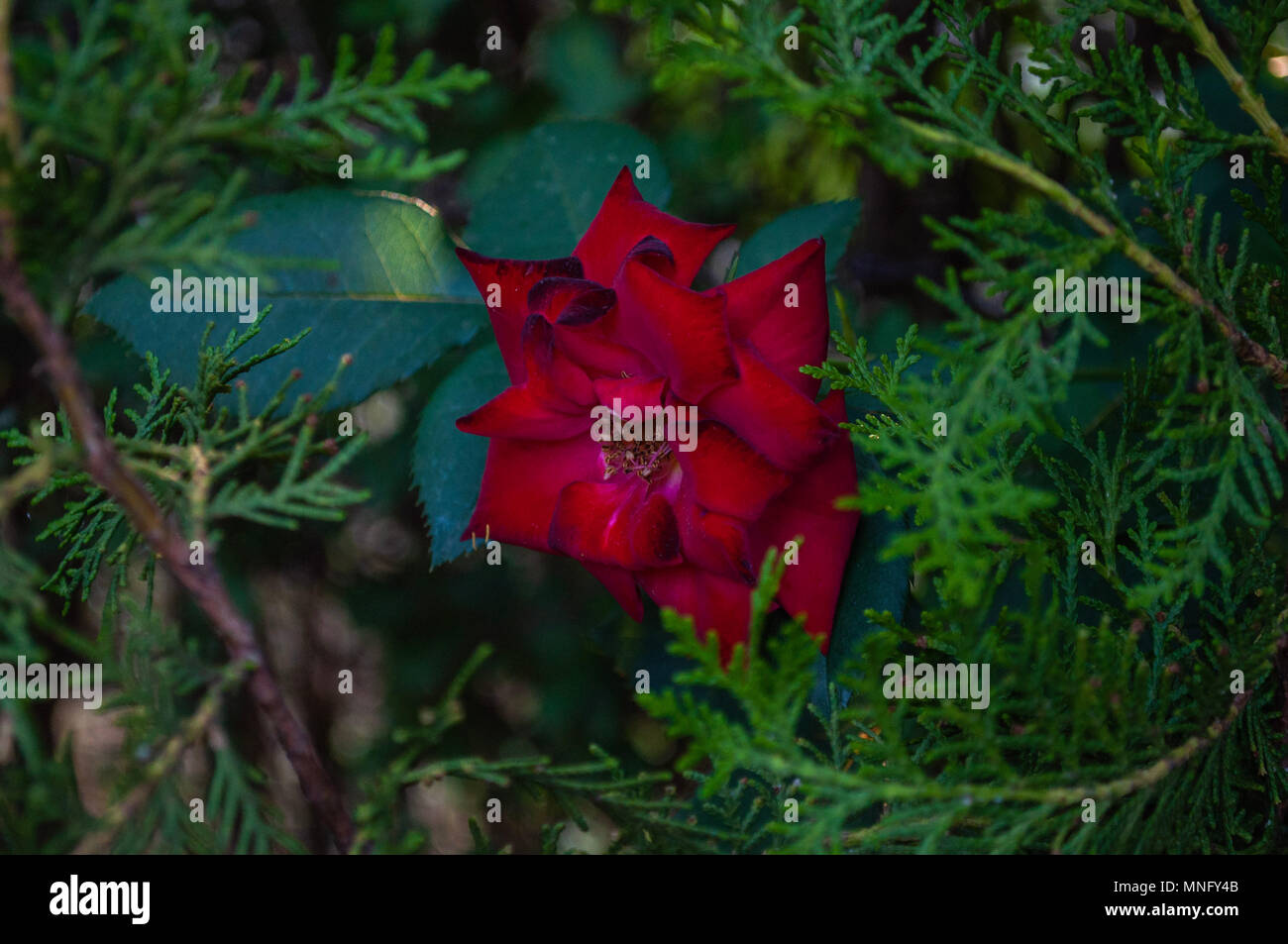 Red rose among pine branches Stock Photo - Alamy