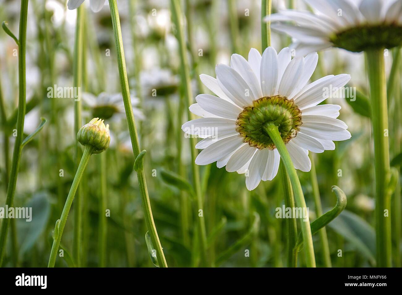 Underneath daisy flower hi-res stock photography and images - Alamy