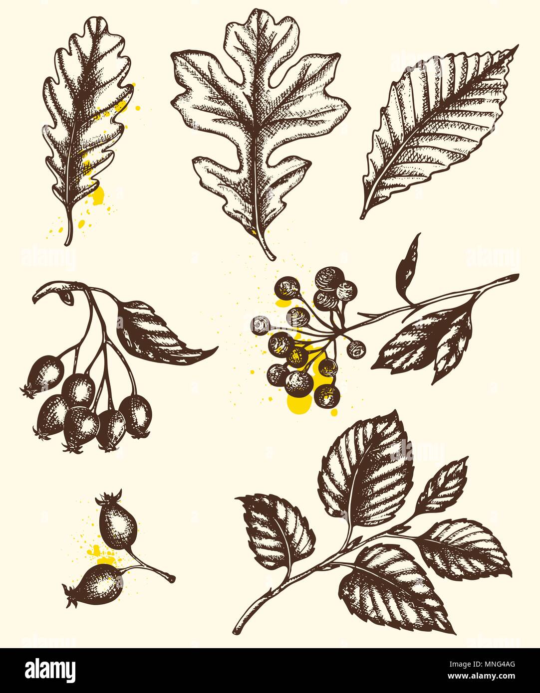 Set of vector hand drawn autumn leaves and plants in Stock Vector Image ...