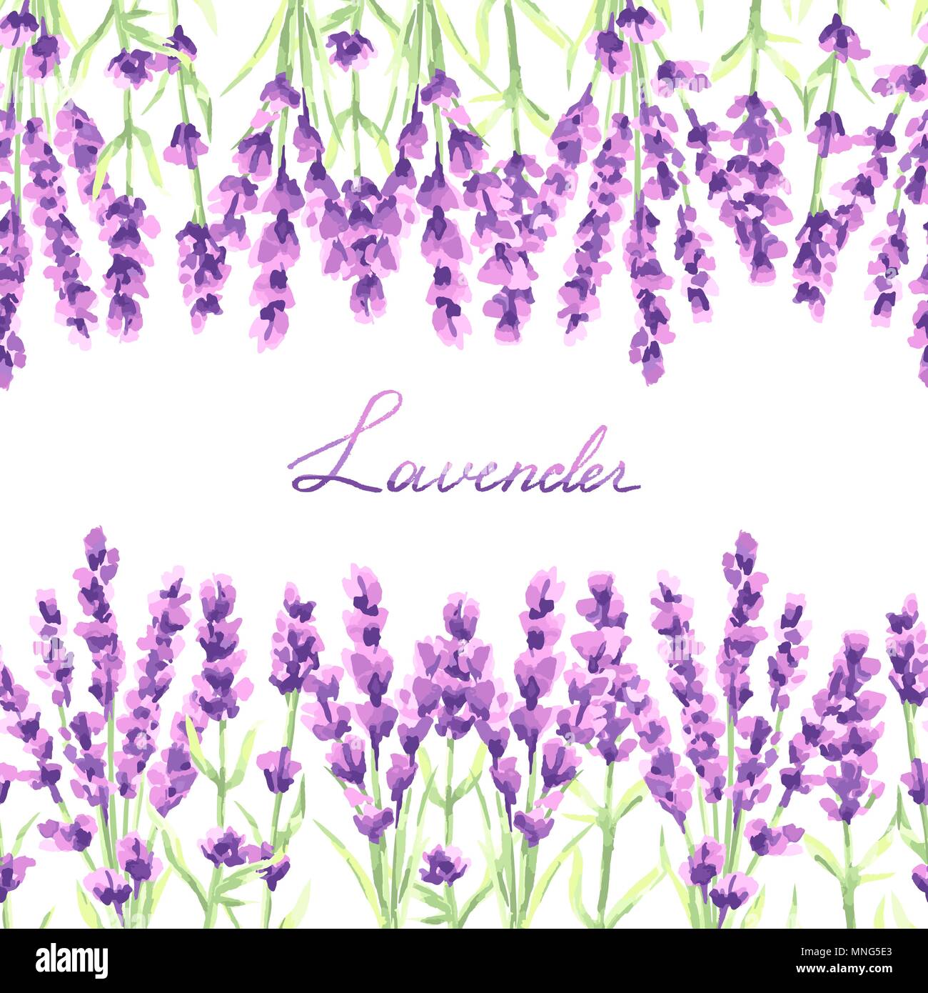 Lavender flowers seamless pattern. Watercolor natural illustration of ...