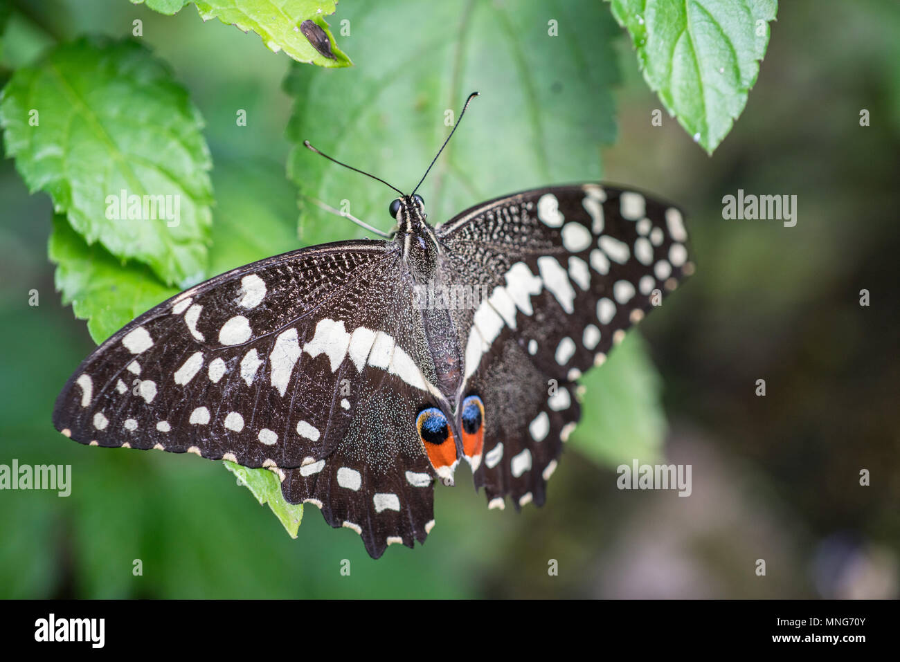close up of a red spotted swallowtail Stock Photo - Alamy