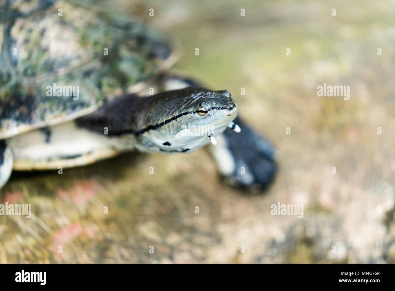 Large freshwater turtle hi-res stock photography and images - Alamy