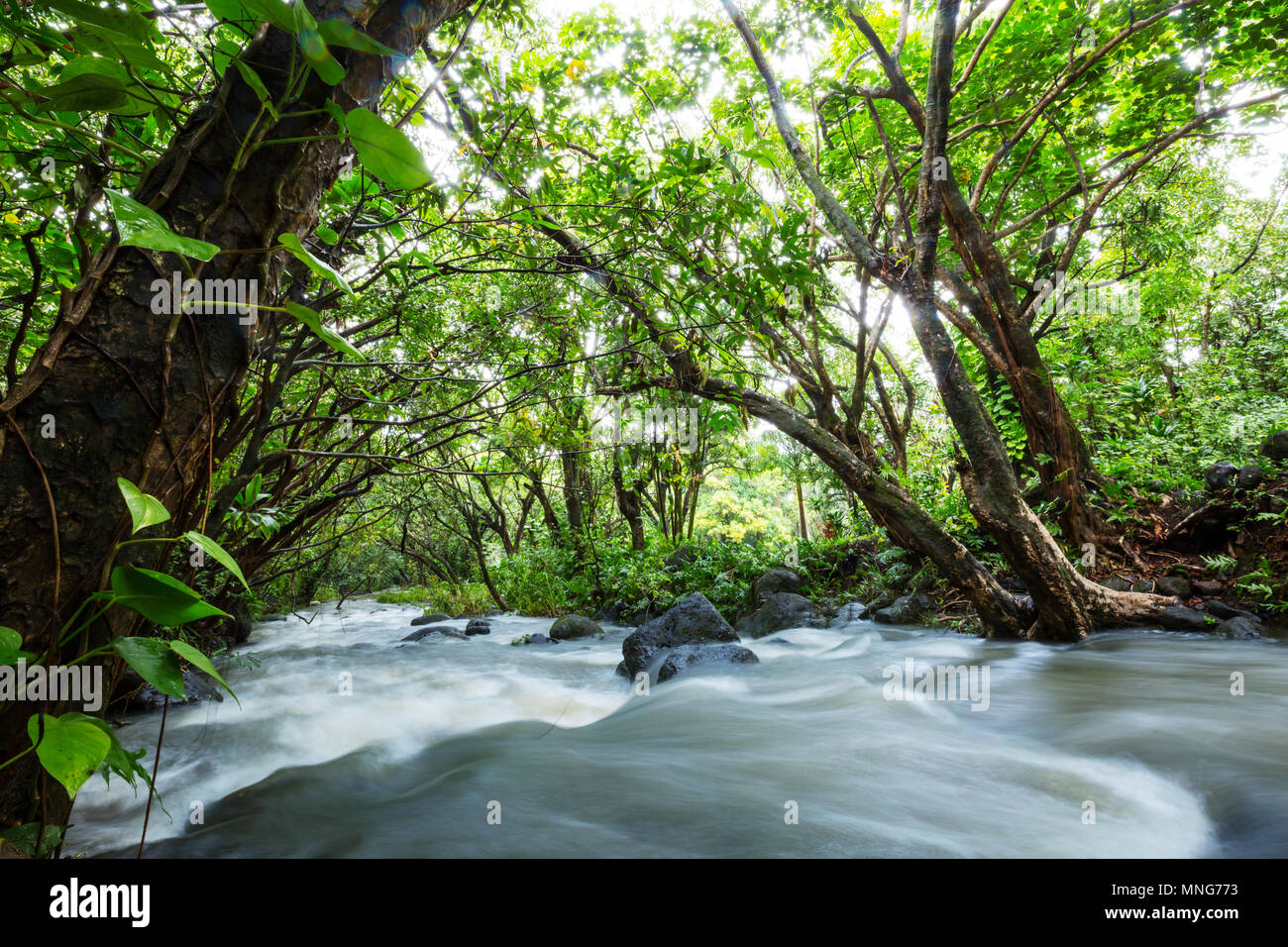 Beautiful stream water flowing down in rain forest. Costa Rica, Central ...