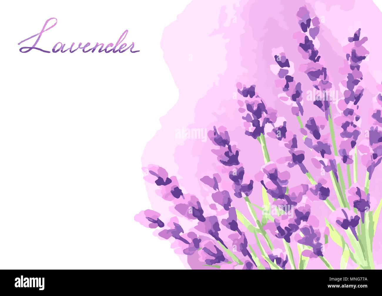 Lavender flowers background design Stock Vector Image & Art - Alamy