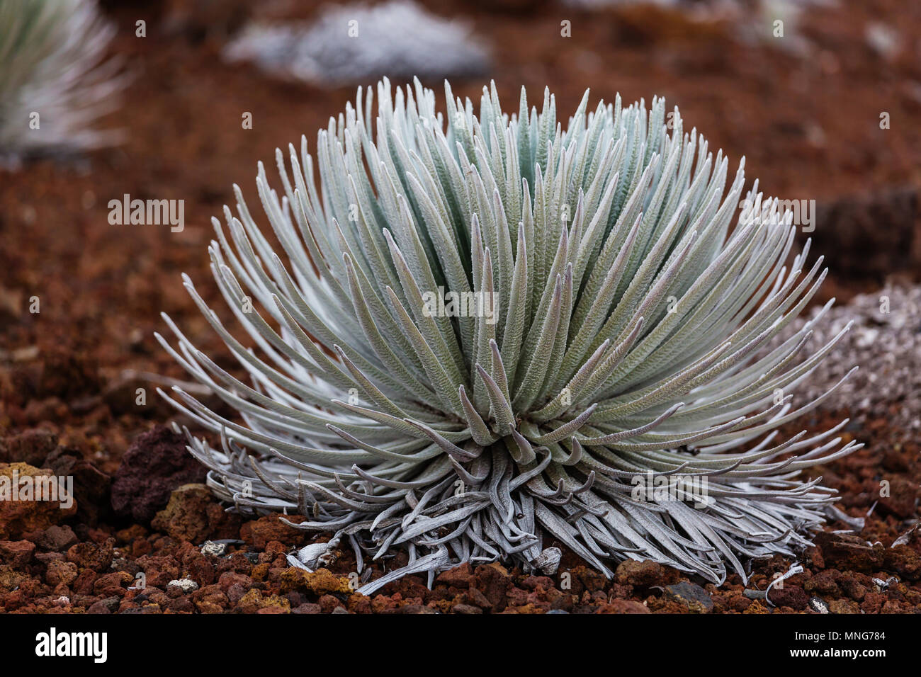 Silversword plant in Haleakala National Park on the island of Maui ...