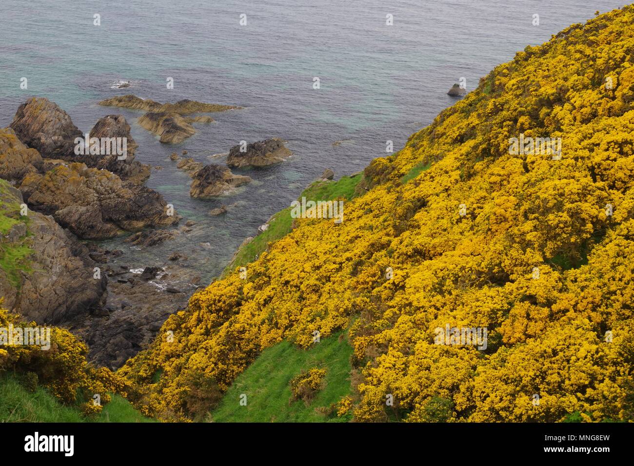 Cliffs covered with wild flowers hi-res stock photography and images ...