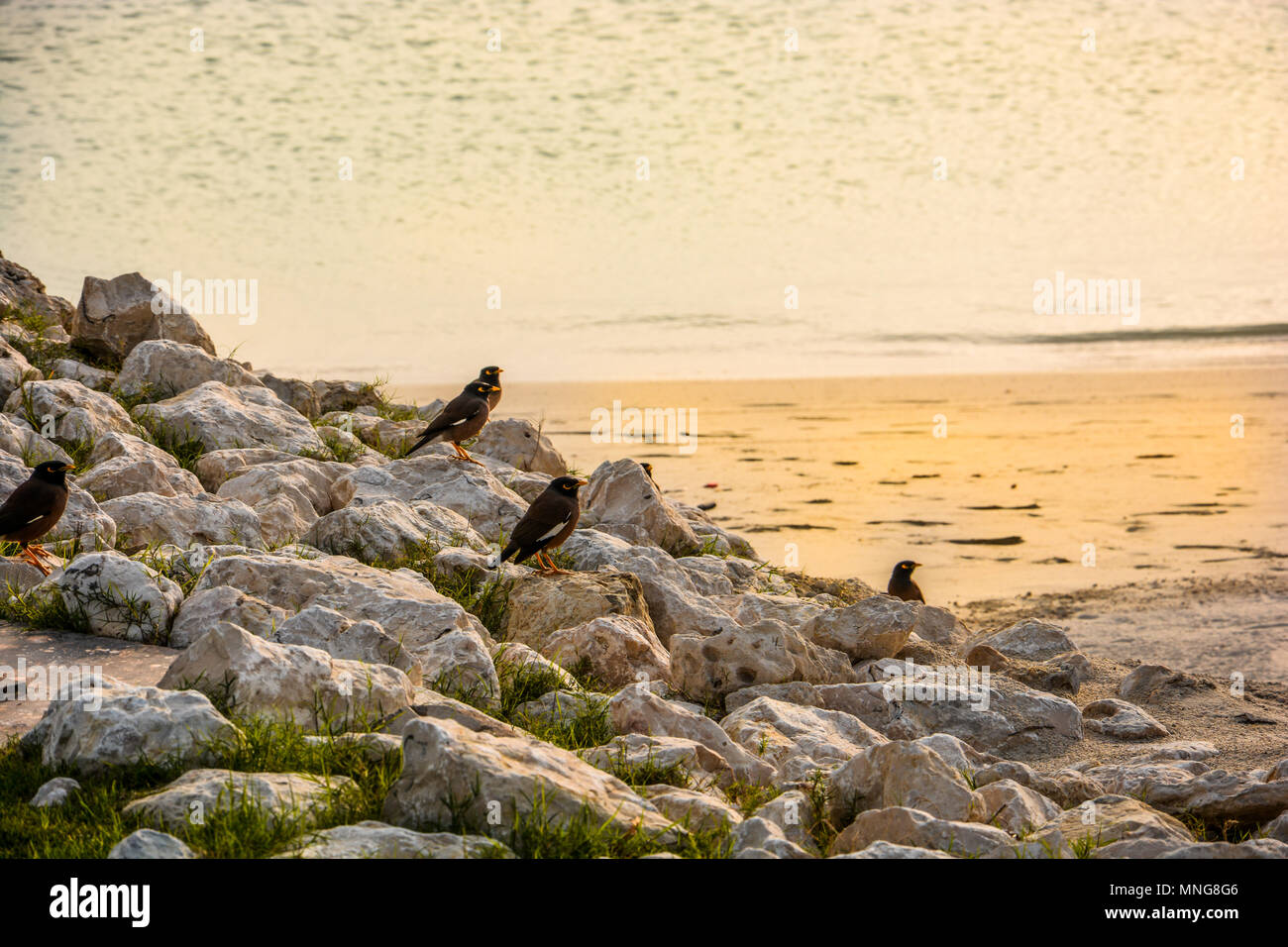 Beautiful sunrise on beach birds hi-res stock photography and images ...