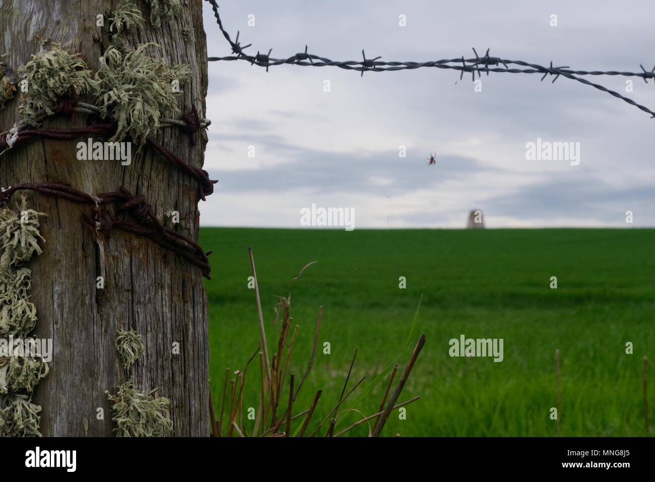 Spider Dangling From Barbed Wire by a Farm Field. Sandend, Banffshire ...