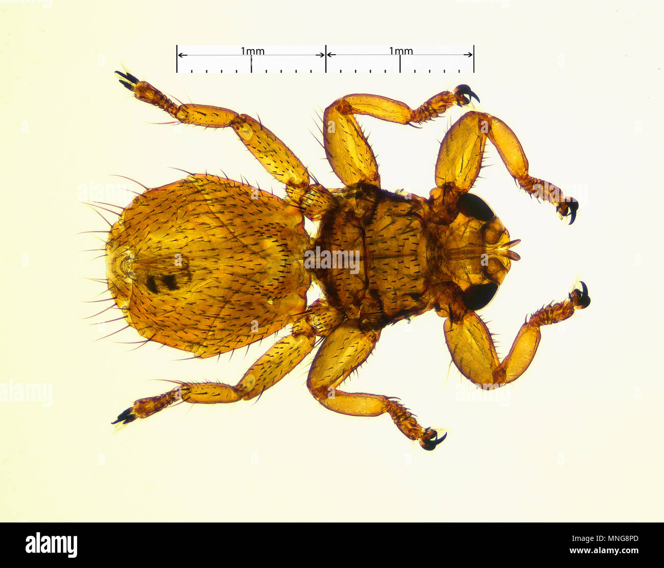 Neotropical Deer Ked Stock Photo - Alamy