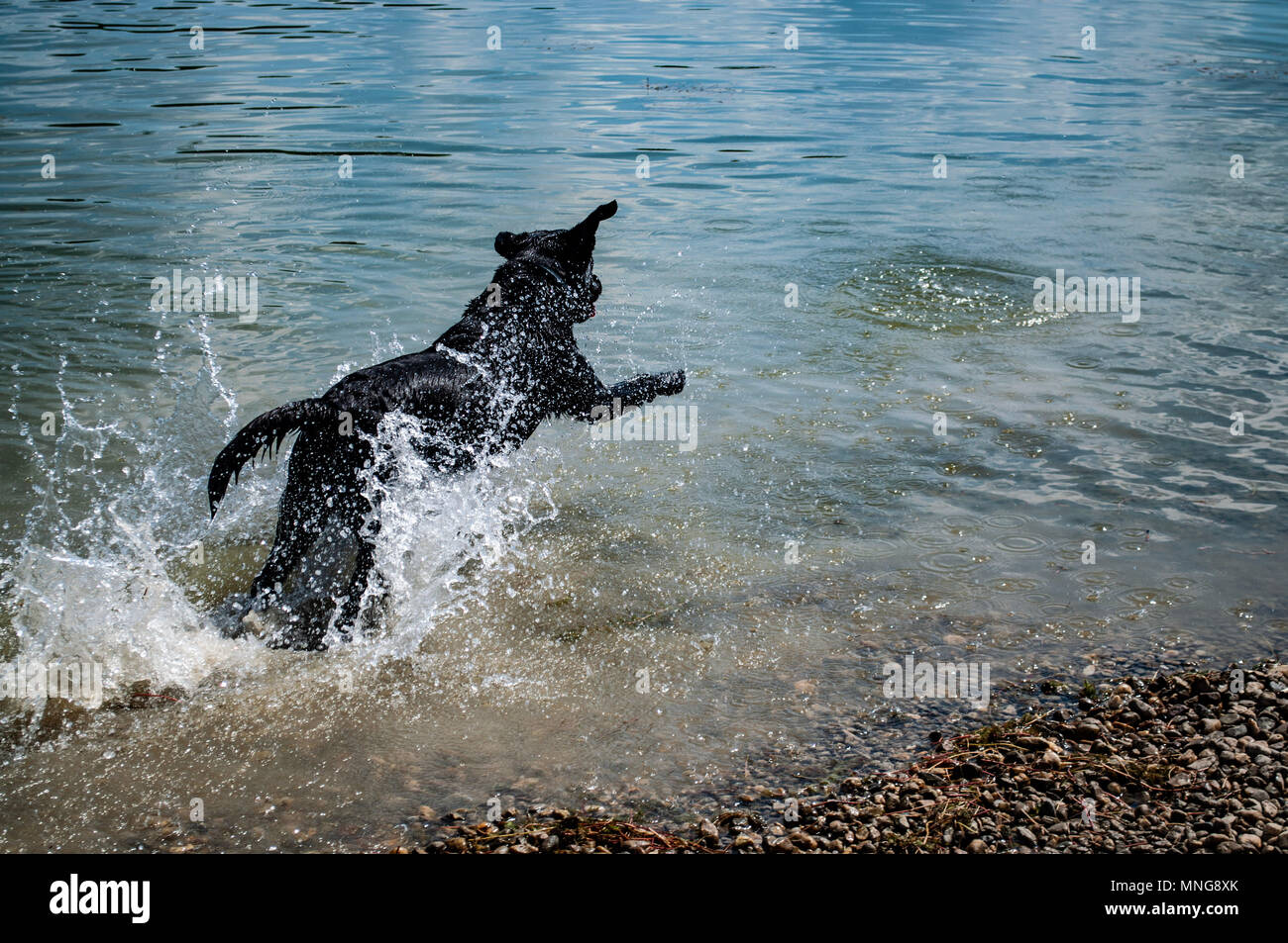 Black male labrador retriever dog jumping in the river water splash ...