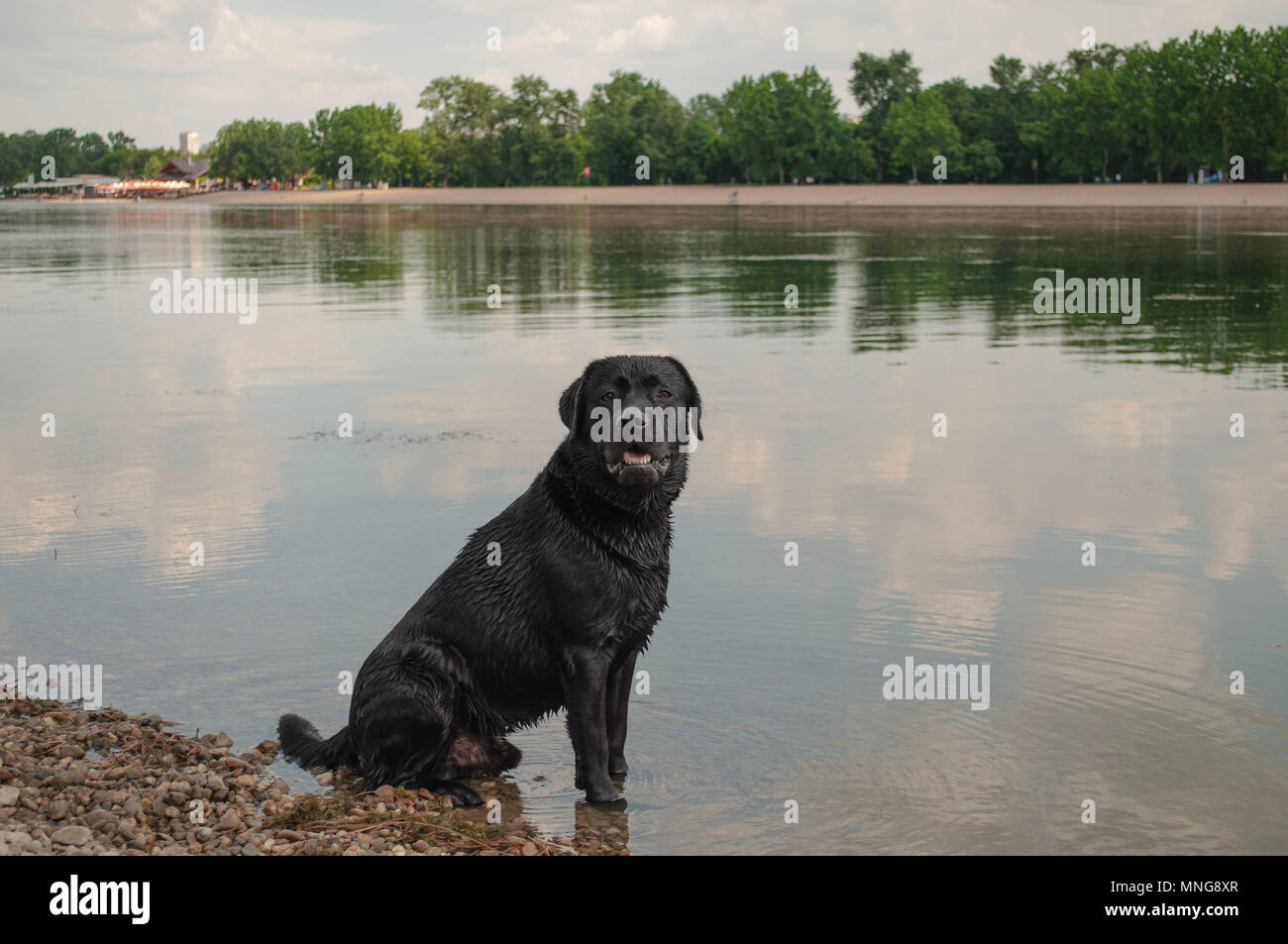 Male labrador retriever hi-res stock photography and images - Alamy