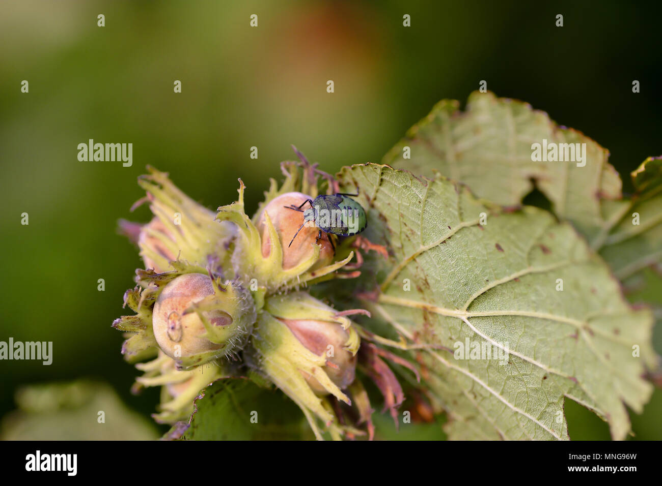 Green stink bug (Palomena prasina) on hazelnuts (Corylus avellana Stock ...