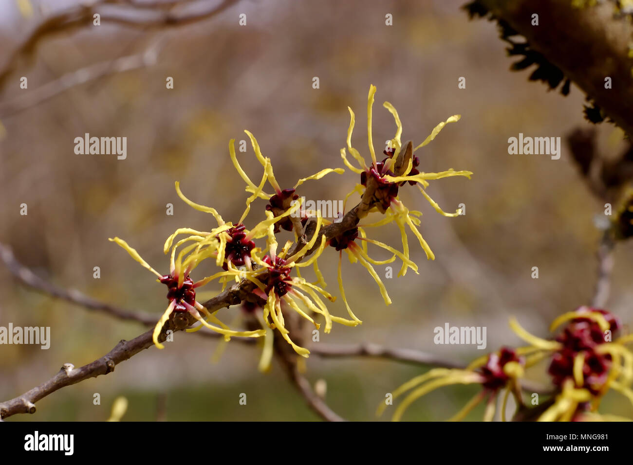 Flowers of Chinese Witch Hazel (Hamamelis mollis Stock Photo - Alamy