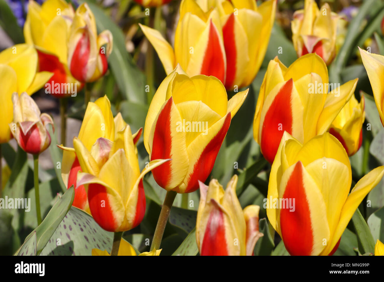 Tulip First Love (Tulipa, Liliaceae), flowers in spring Stock Photo - Alamy