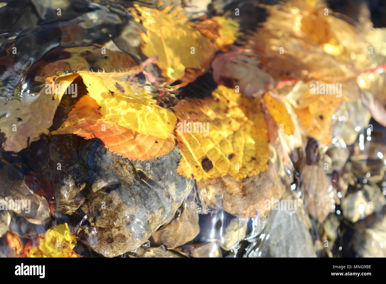 Autumn colours under water Stock Photo - Alamy