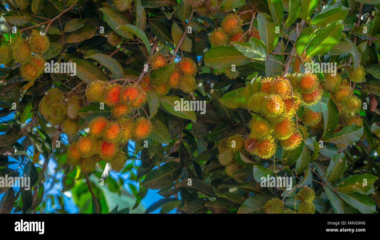 Rambutan, tropical fruit of South East Asia region hanging on the tree ...