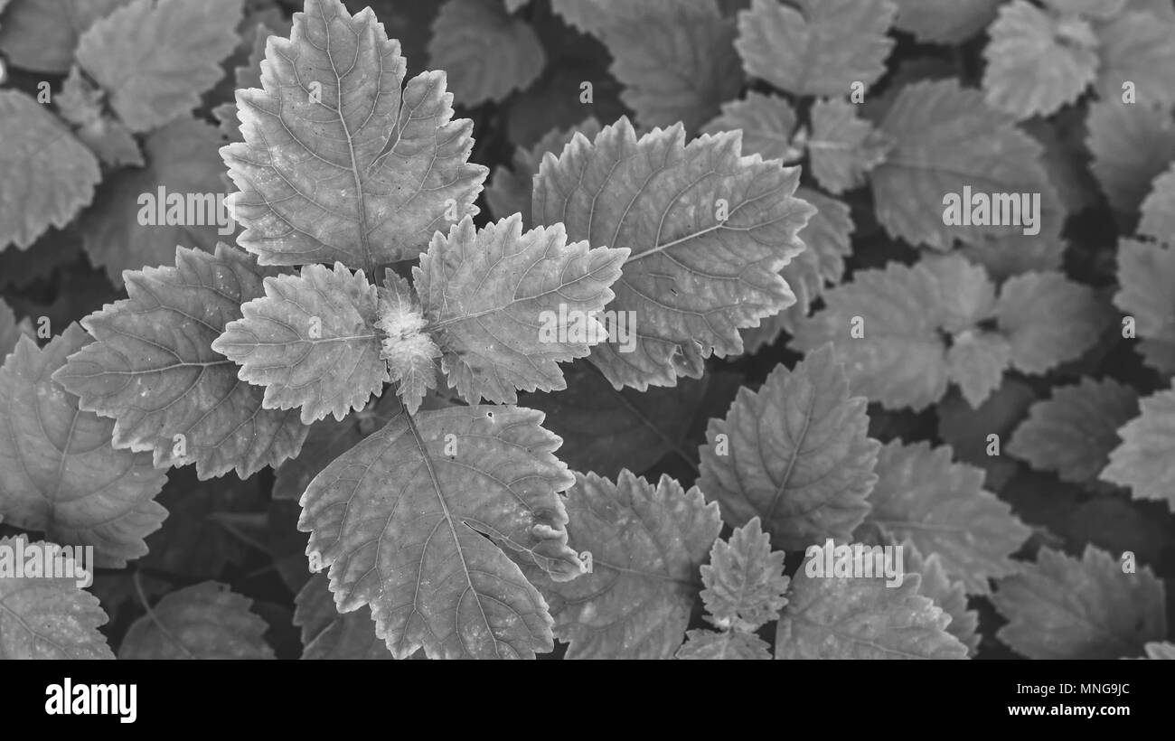 black and white closeup of leaves. monochrome natural background Stock ...