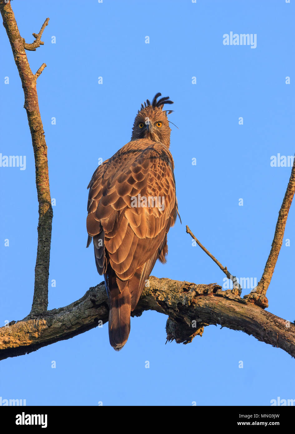 Changeable Hawk Eagle - at Bandipur National Park Stock Photo - Alamy