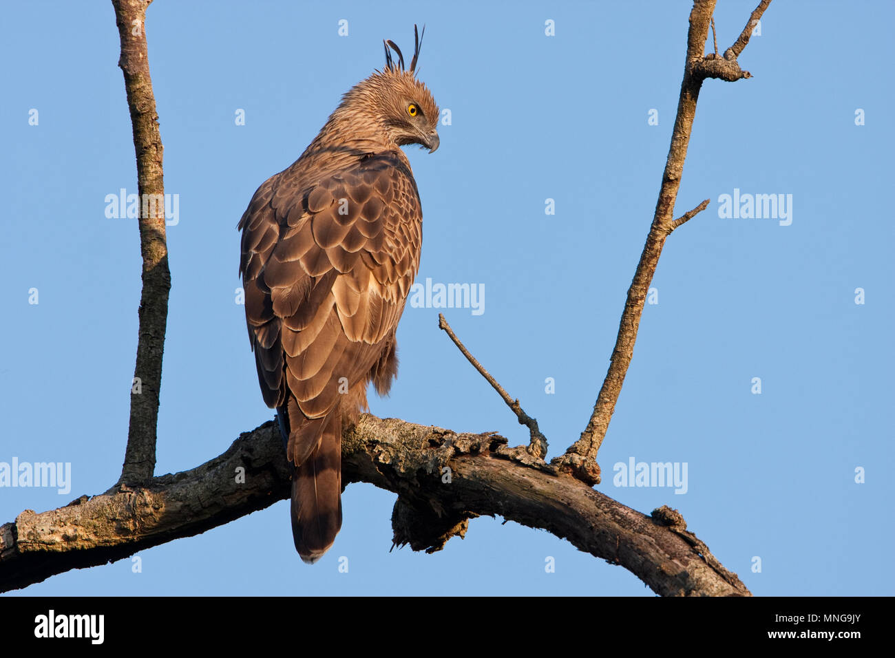 Changeable Hawk Eagle - at Bandipur National Park Stock Photo - Alamy