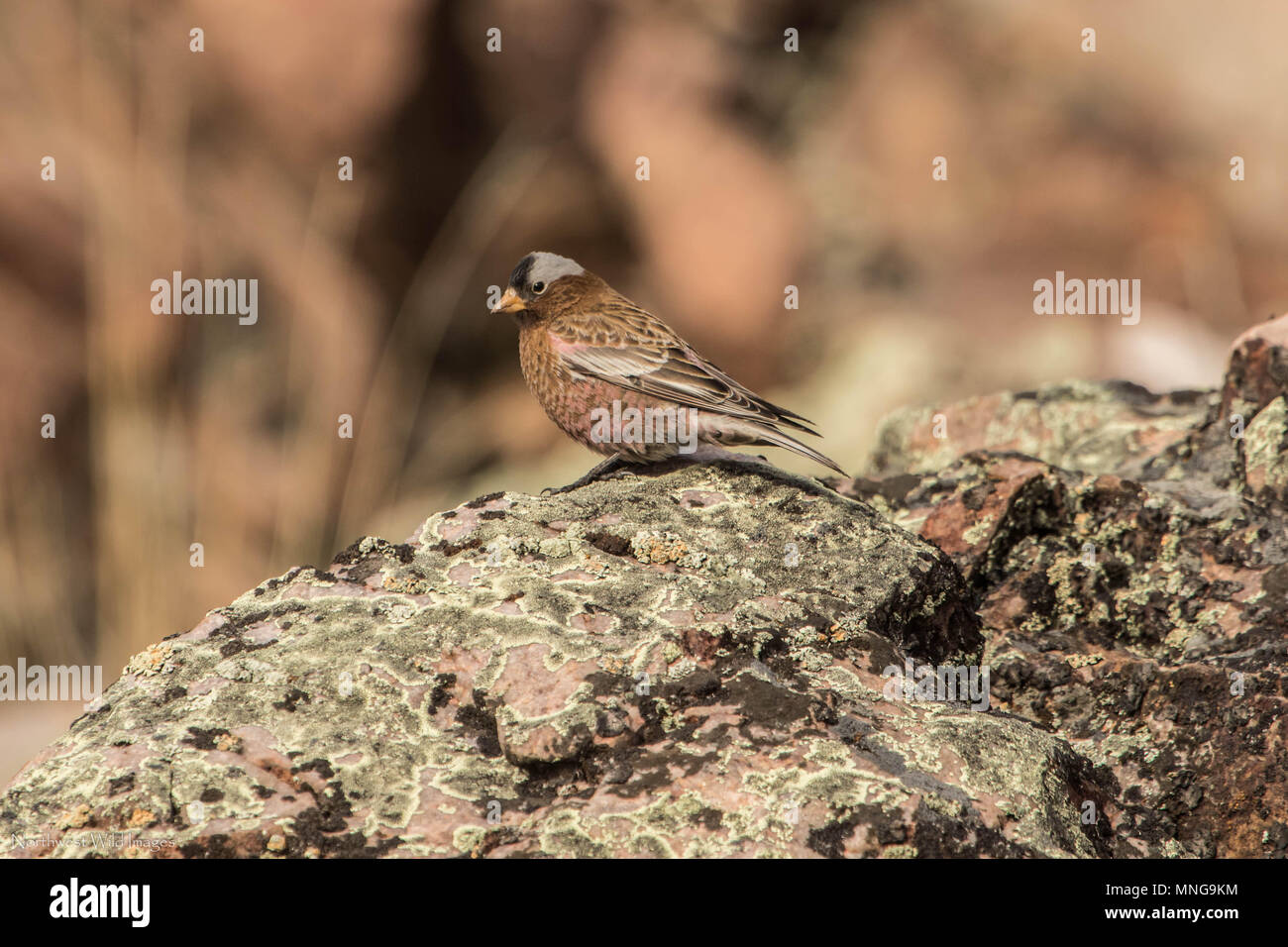 Rosy finch hi-res stock photography and images - Alamy