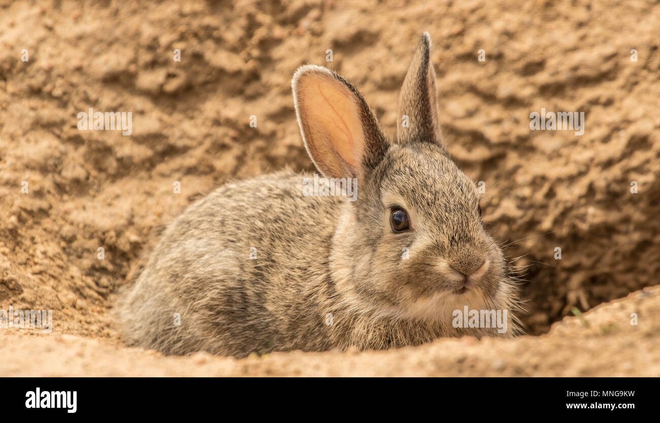 Rabbit burrow hi-res stock photography and images - Alamy